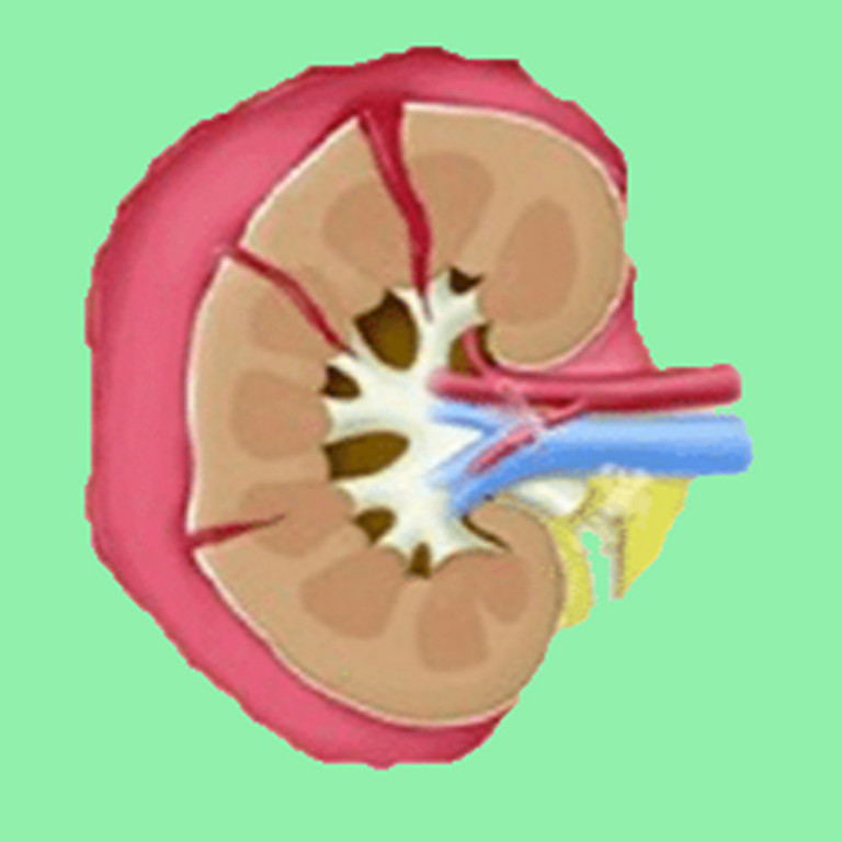 Urinary Tract Trauma - SonoShare